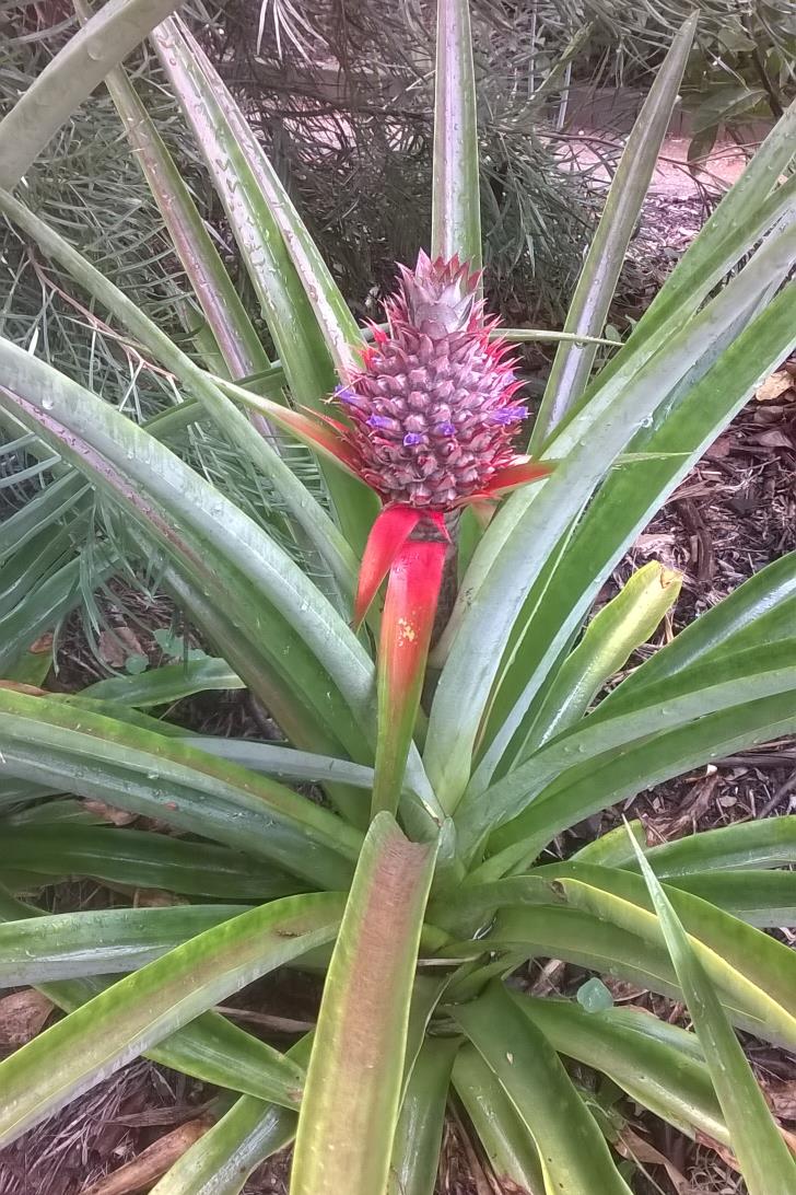 Plant Medicine | Shaman Explorations